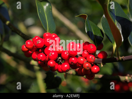 Cotoneaster Red Berries latin Hybridus pendulus Sussex UK Stock Photo ...
