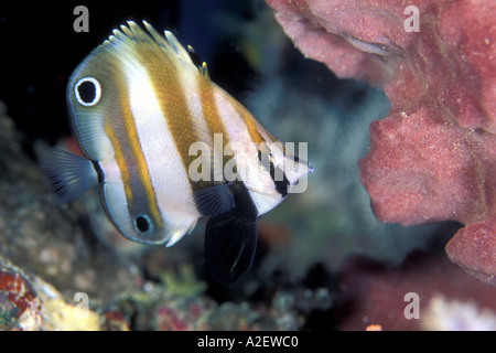 Two-eyed Coralfish, Coradion melanopus, Sebayor Kecil dive site ...