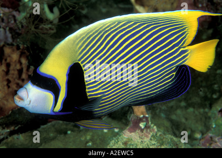 Tropical Fish-angel. Emperor angelfish (Pomacanthus imperator) in reef ...