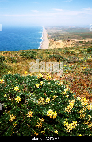 Yellow lupine wildflowers Point Reyes National Seashore California ...