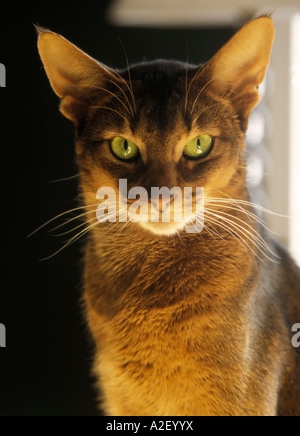 Shadowy Cat Portrait Stock Photo - Alamy