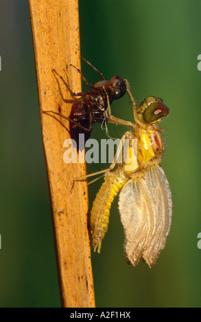 Common Darter (Sympetrum striolatum) nymph Wat Tyler Country Park Essex ...