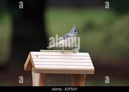Tufted Titmouse at bird hopper feeder with seed in mouth Stock Photo ...