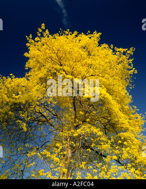 Beautiful Guayacan tree in full bloom in the rain forest of Panama ...