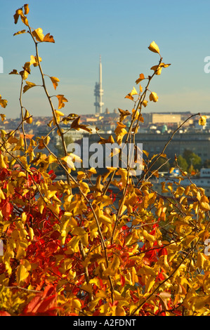 Leaves of a bush in Letenske sady in foggy and frosty weather, December ...