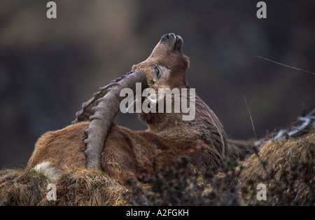 Alpine Ibex Capra ibex Male resting rocky hillside Austria Stock Photo ...