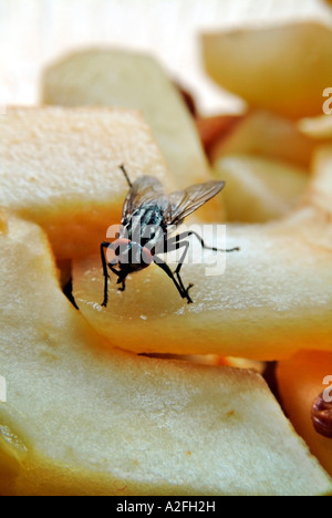 close-up of a fly on apples Stock Photo - Alamy
