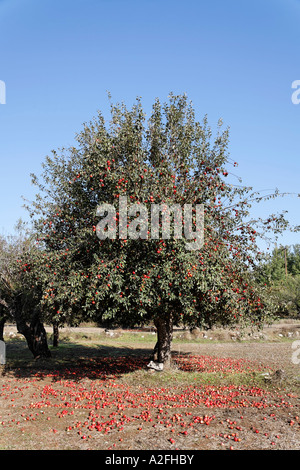 Apple Tree with mellow fruits. red apples on branch Stock Photo - Alamy