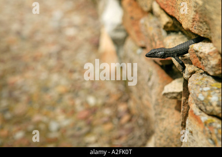 Lizard on a wall Stock Photo - Alamy