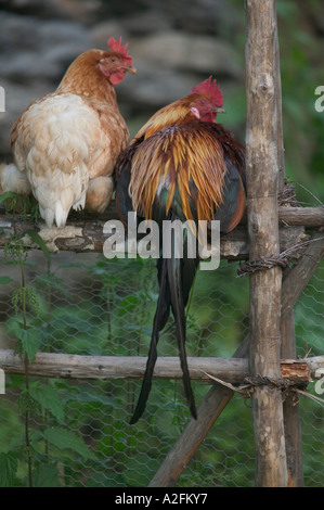 Chickens near Flam, Sognefjord, Norway Stock Photo - Alamy