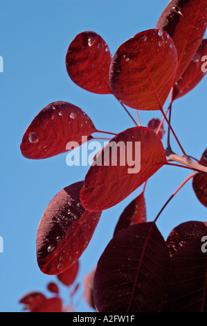 Cotinus coggygria x cotinus flame (smoke bush). Close-up of back lit ...