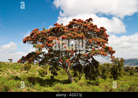 African redwood (Hagenia abyssinica), Bale Mountains National Park ...