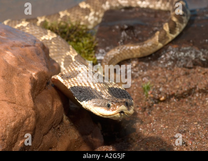 Eastern Hognose snake showing the cobra like flaring of the neck Stock ...