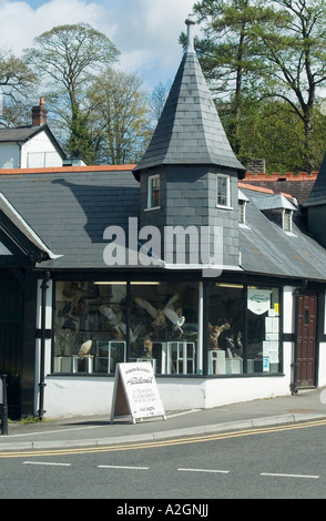 Taxidermist's shop in Llangollen Stock Photo - Alamy