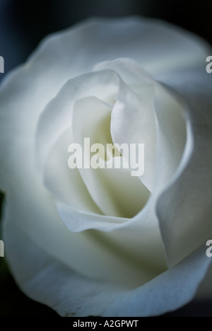 close-up single white rose on a background Stock Photo - Alamy