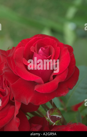Glad to see you Stock Photo - Alamy