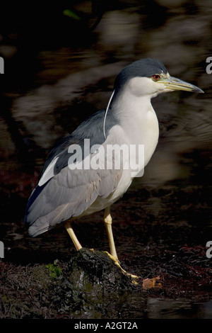 Black-crowned night heron is waiting for the breakfast to come by in ...