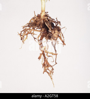 Stubby root nematode (Trichodorus spp) damage to a pea crop Stock Photo ...