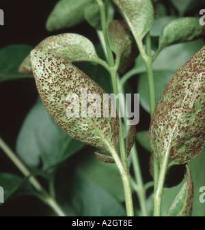 Greater periwinkle rust Puccinia vincae pustules on leaf underside ...