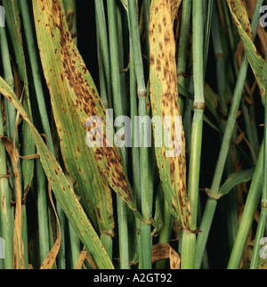 Barley spot (Ramularia collo cygni) leaf spotting on barley Stock Photo ...