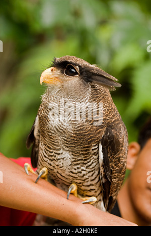 Malay Eagle Owl Stock Photo - Alamy