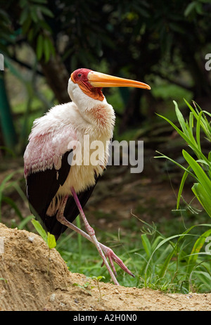 A painted Stork ( Mycteria Leucocephala ) with white and black feathers ...