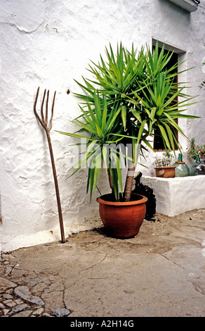 Yucca in a white pot Stock Photo - Alamy