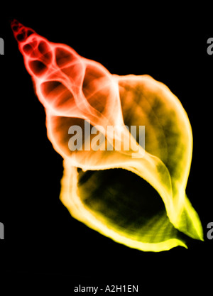 colorized xray of seashell Stock Photo - Alamy