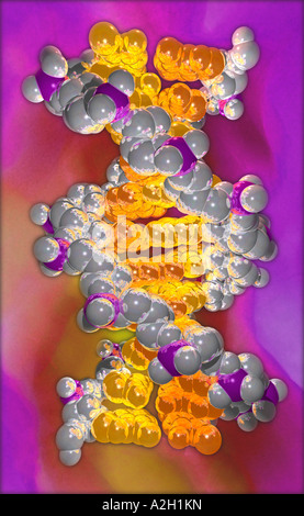 3D computer model of the base pairs of the DNA molecule adenine thymine ...