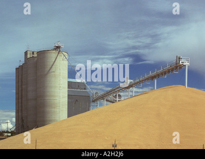 A grain storage elevator overflows with the autumn wheat harvest Stock ...
