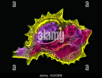colorized xray of a sea shell Stock Photo - Alamy