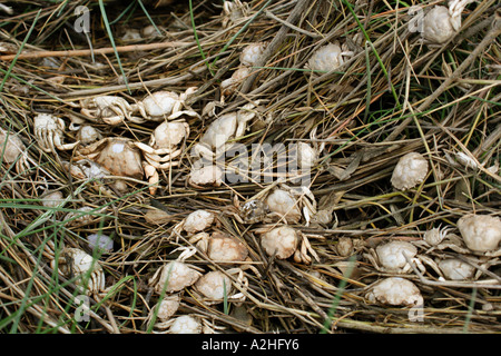 Large numbers of crabs washed up at the Wash, East Anglia, UK Stock ...