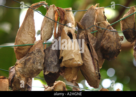 Atlas moth (Attacus atlas), pupa in the cocoon, native to Southeast ...