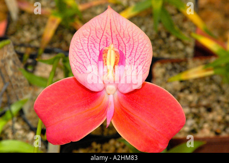 Red Disa (Disa uniflora) - Cape Town flora, South Africa Stock Photo ...