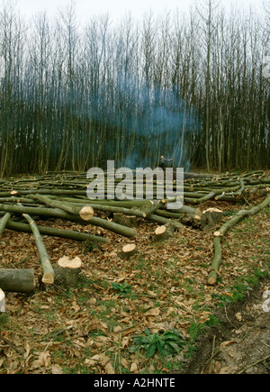 Sweet Chestnut Coppicing Woodland Management Stock Photo - Alamy