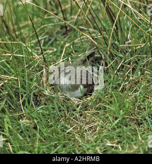 common sandpiper (Actitis hypoleucos), nest with eggs, Germany, North ...