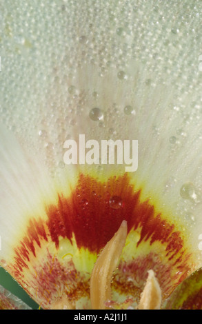 Calochortus vestae. Cat's ears, Fairy lantern, Mariposa tulip Stock ...