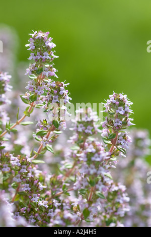 Flowers and Stems of Thyme Stock Photo - Alamy