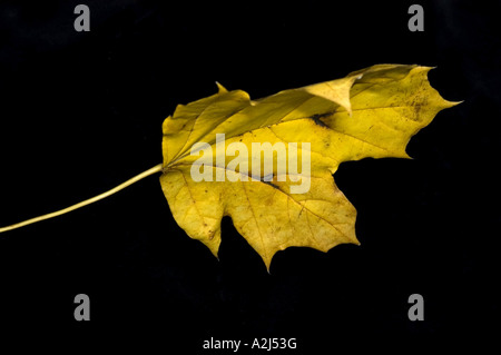 maple leaf changing to its autumn colors Stock Photo - Alamy