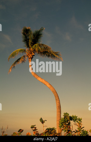 Palm Tree, unusual twisted shape Stock Photo - Alamy