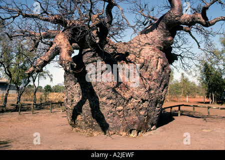 Historic Boab Prison Tree, Derby, Kimberley Region, Western Stock Photo ...