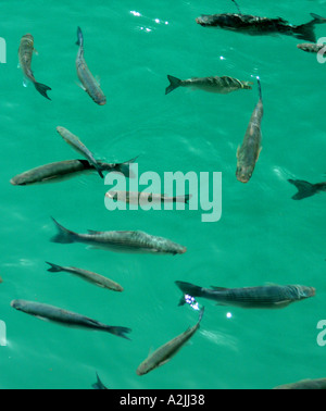 A shoal of fish swimming in Puerto Calero marina, Lanzarote Stock Photo ...