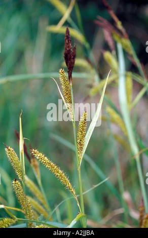 Grass stems growing in wetlands habitat England Stock Photo - Alamy