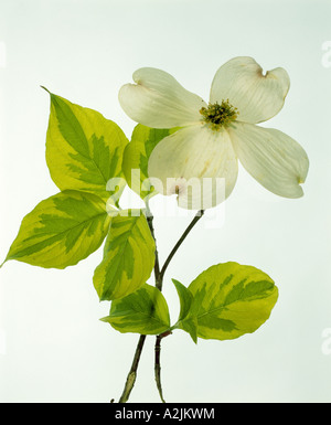 Flower bract of a cornus Florida Rainbow Tree beginning to open. Flower ...