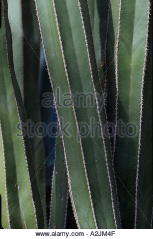 Pachycereus Marginatus, Cactus, Tall upright Mexican fence post Stock ...