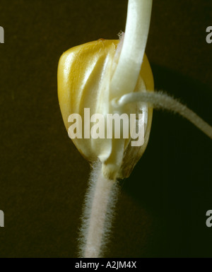 FIELD CORN/GERMINATION GERMINATING KERNEL WITH PRIMARY AND SECONDARY ...