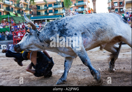 A young man being gored by a bull during the Yawar Fiesta held in the ...