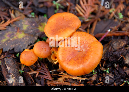 "^Mushrooms near coniferous ^woodland. December. Possibly clitocybe ...