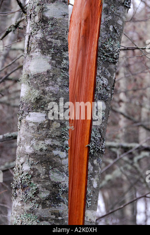 Split in half tree trunk from heavy snowfall in a forest sharp ...