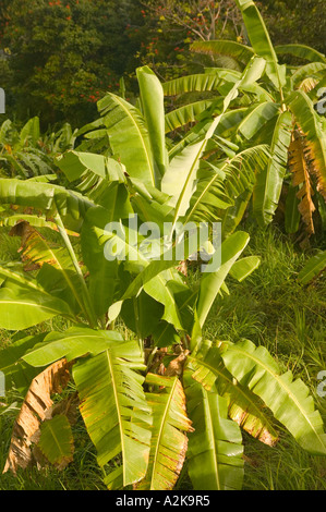 BARBADOS, St. Joseph Parish, Tropical Vegetation Stock Photo - Alamy